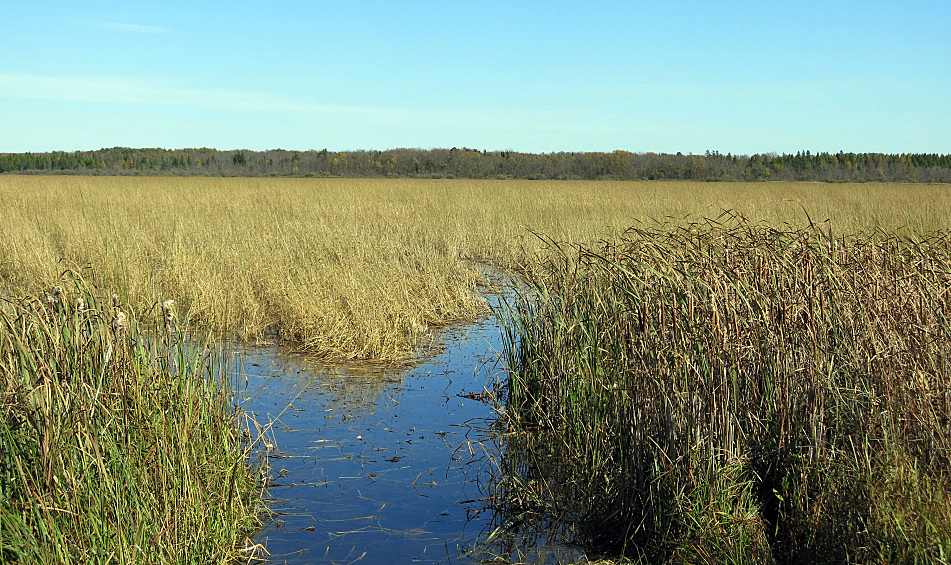 Changing the protection of wild rice waters: What you need to know ...