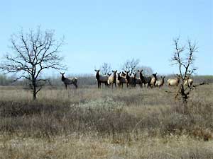 Northern Minnesota elk herd flourishing | Minnesota Public Radio News
