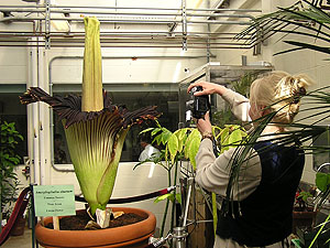 The corpse flower blooms (and stinks) | Minnesota Public Radio News