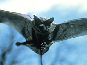 August is bat season | Minnesota Public Radio News