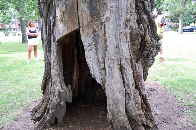 Oldest tree in Minneapolis coming down; neighbors share their memories ...