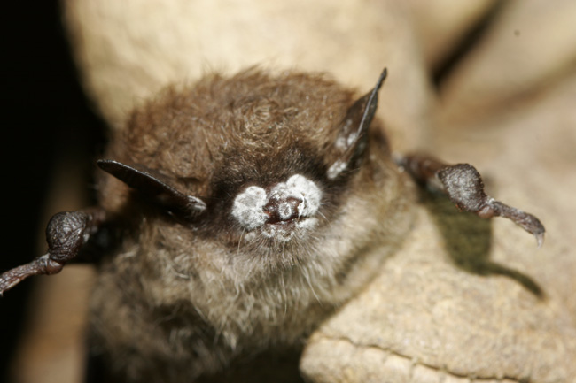 Bats - Ecosystem Services