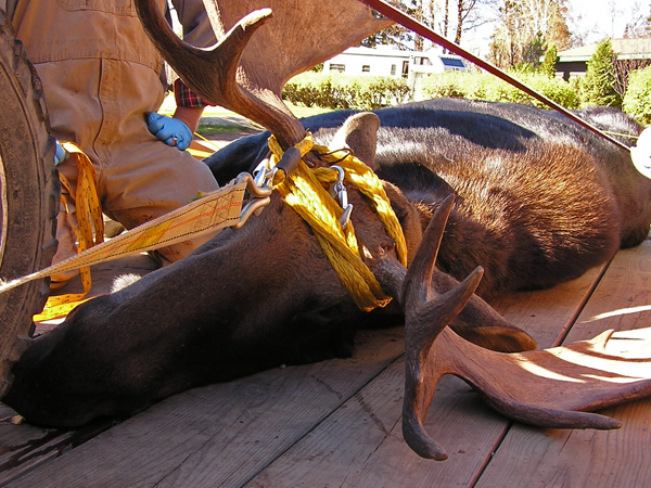 Moose population is down, so why are we hunting them? | Minnesota ...