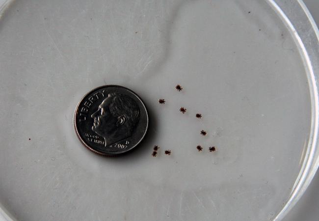 Health Department sees jump in tick-transmitted diseases | Minnesota ...