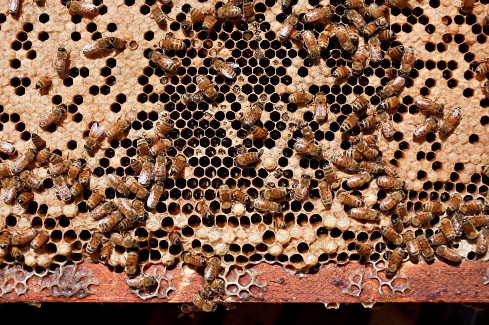 3 things humans can learn from the bee colony collapse | Minnesota ...