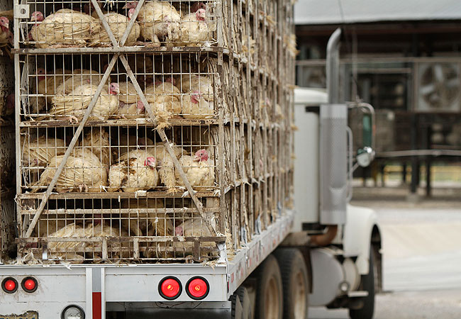 Ground turkey recall: Why did it take so long? | Minnesota Public Radio ...