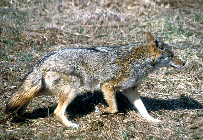 Suburbanites trained to cope with coyotes | MPR News