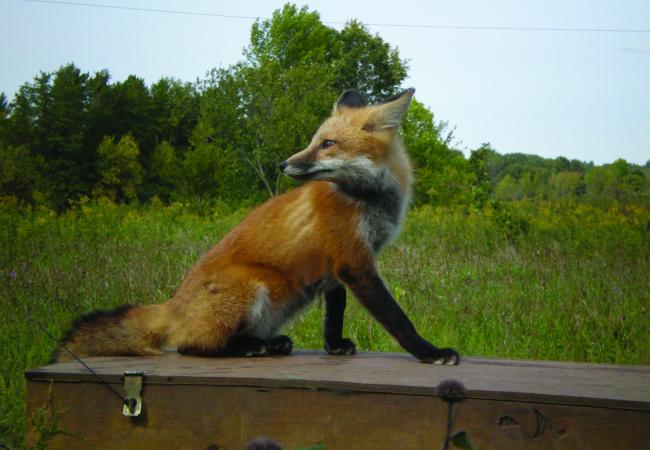 Rehabilitating Twin Cities' wildlife | Minnesota Public Radio News