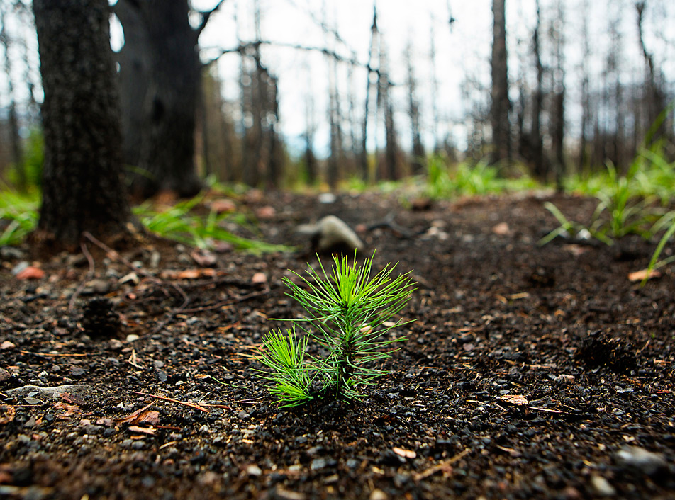 Photos: A year after BWCA fire, a forest is reborn | Minnesota Public ...