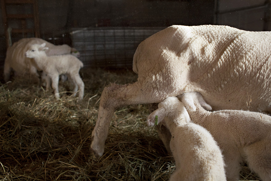 Photos: Lambing season in Minnesota | Minnesota Public Radio News