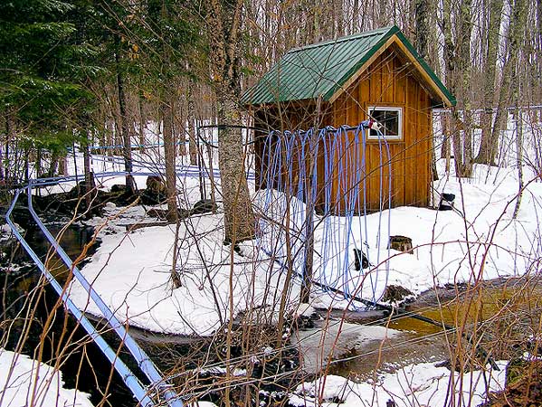 Minnesota's maple syrup production runneth over | Minnesota Public ...