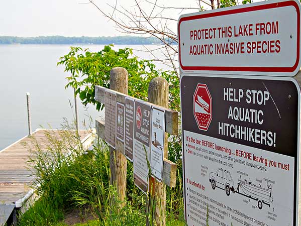 Is the war on invasive species really worth fighting? | Minnesota ...