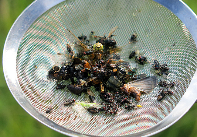 Researchers to conduct first survey of Minnesota's native bees ...