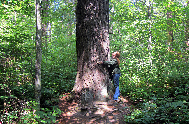 The Lost 40 – A Minnesota Forest Legacy - Democratic Underground