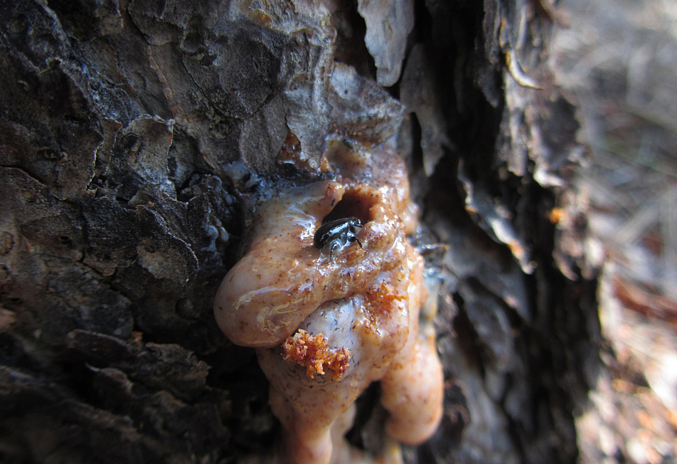 Mountain beetle threatens Minnesota's pine forests | Minnesota Public ...