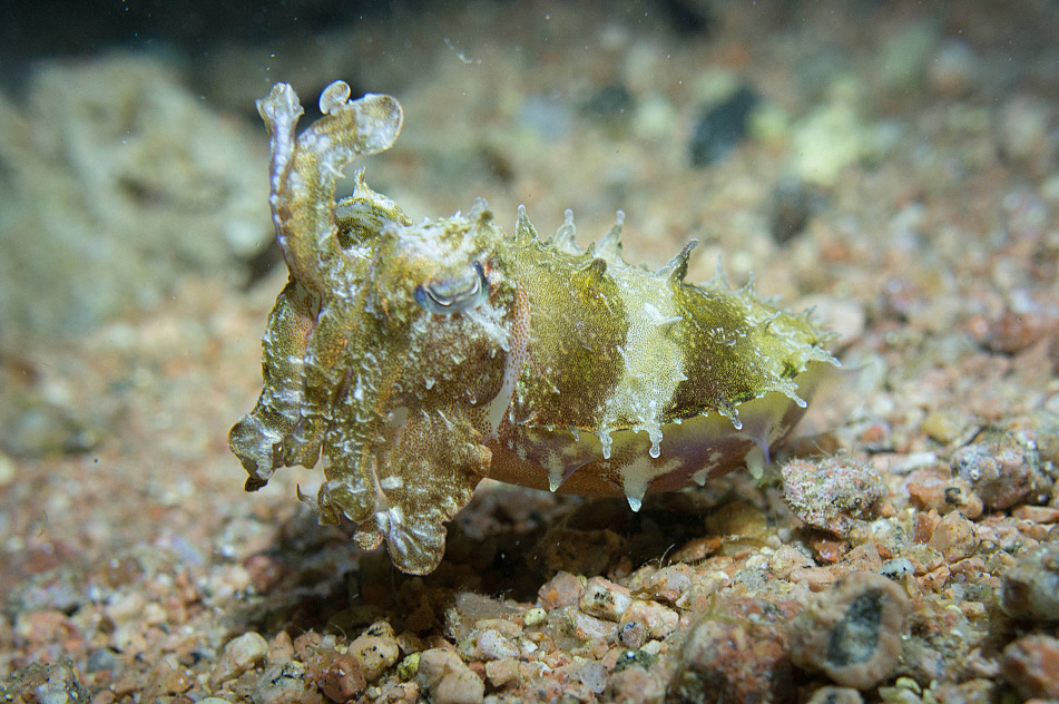 Squid, octopus, cuttlefish: Ultimate shapeshifters | Minnesota Public ...